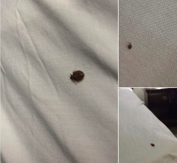 If you find a tick inside your home, here’s what you need to know ...