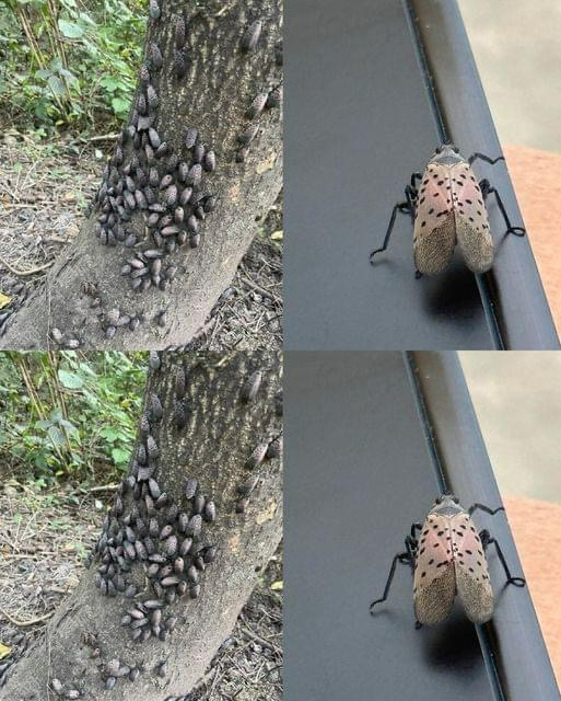 If You Ever Spot This Insect, Get Rid of It Immediately! - Weveryday ...