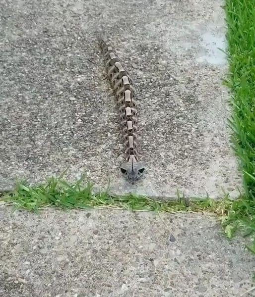 When I first laid eyes on this creature, I assumed it was just a toy ...