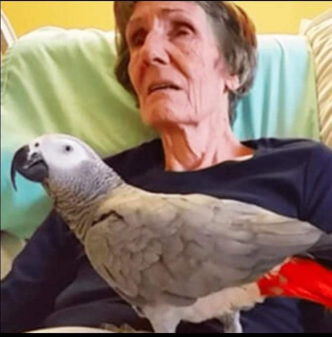 Dying woman says final goodbye to her parrot: The bird’s instant ...