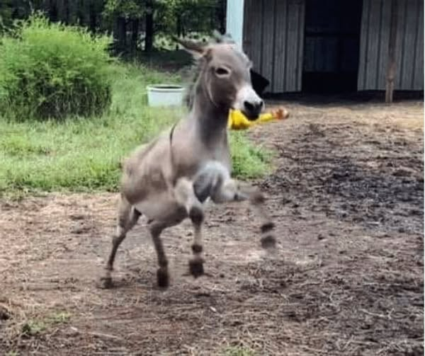 Watch the hilarious video as Donkey loses his mind over a squeaky toy ...