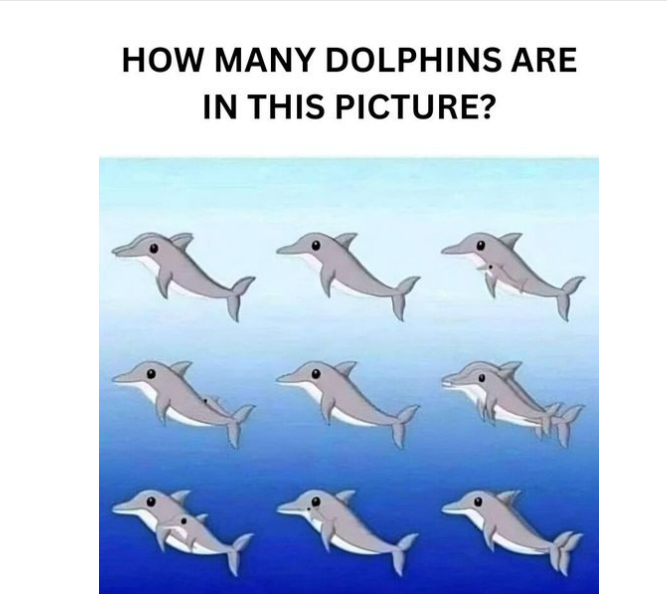 How Many Dolphins Are in the Picture? - Weveryday Stories