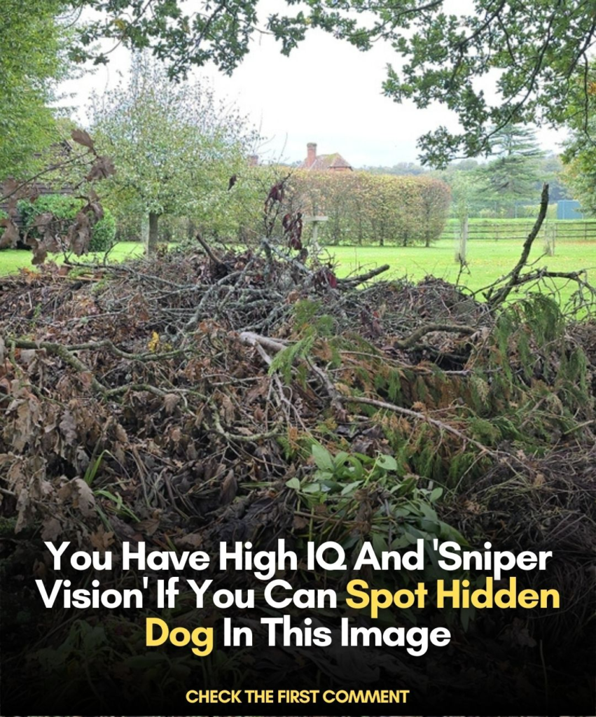 Only individuals with sharp eyes and high intelligence will be able to ...