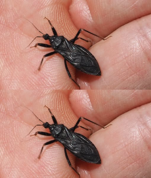 Steps to Take If This Bug Bites You - Weveryday Stories