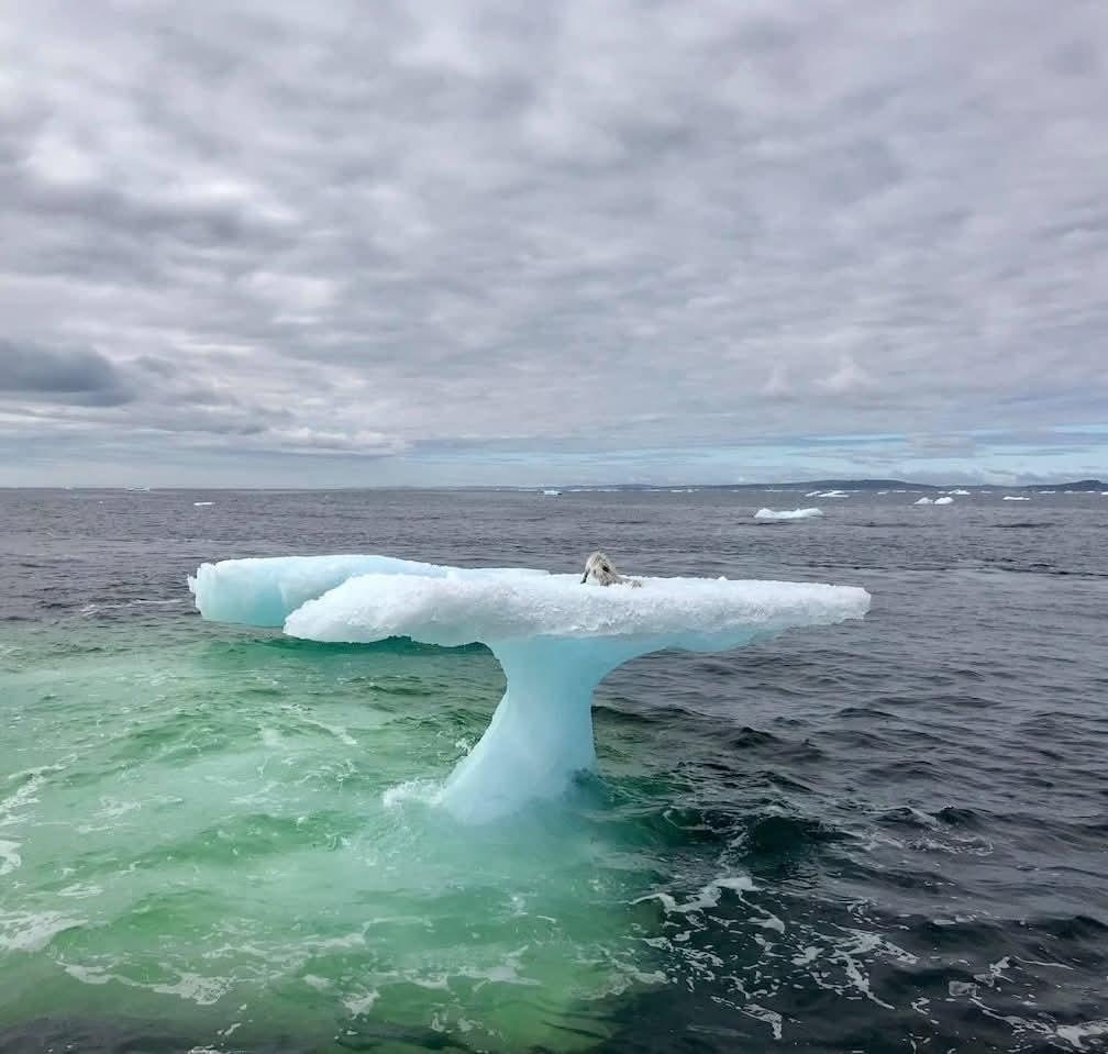 Fishermen Spot a Strange Shape on an Iceberg and Uncover an Astonishing ...