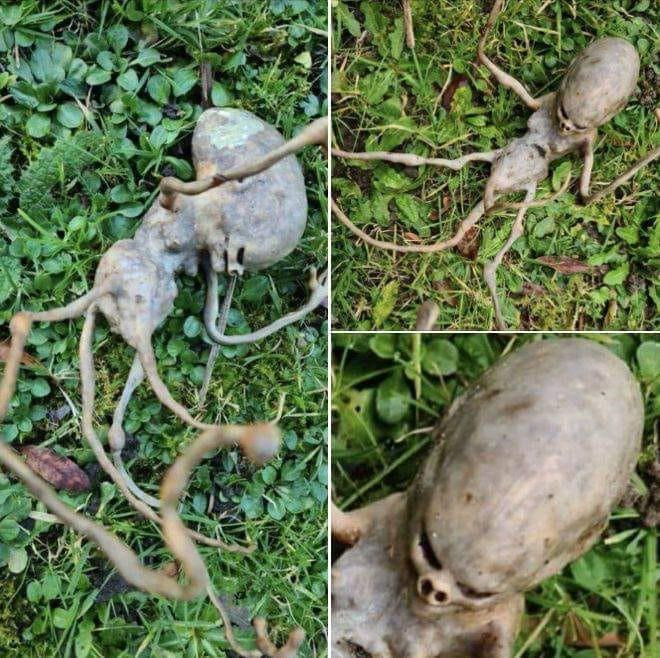 Neighbor finds ‘alien’ object in their backyard that has the internet ...