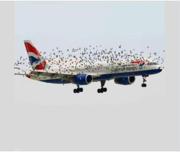 The pilot’s emotional reaction when he discovered why birds were flying ...