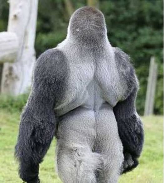 Silverback gorilla teaches himself to walk upright on two legs ...