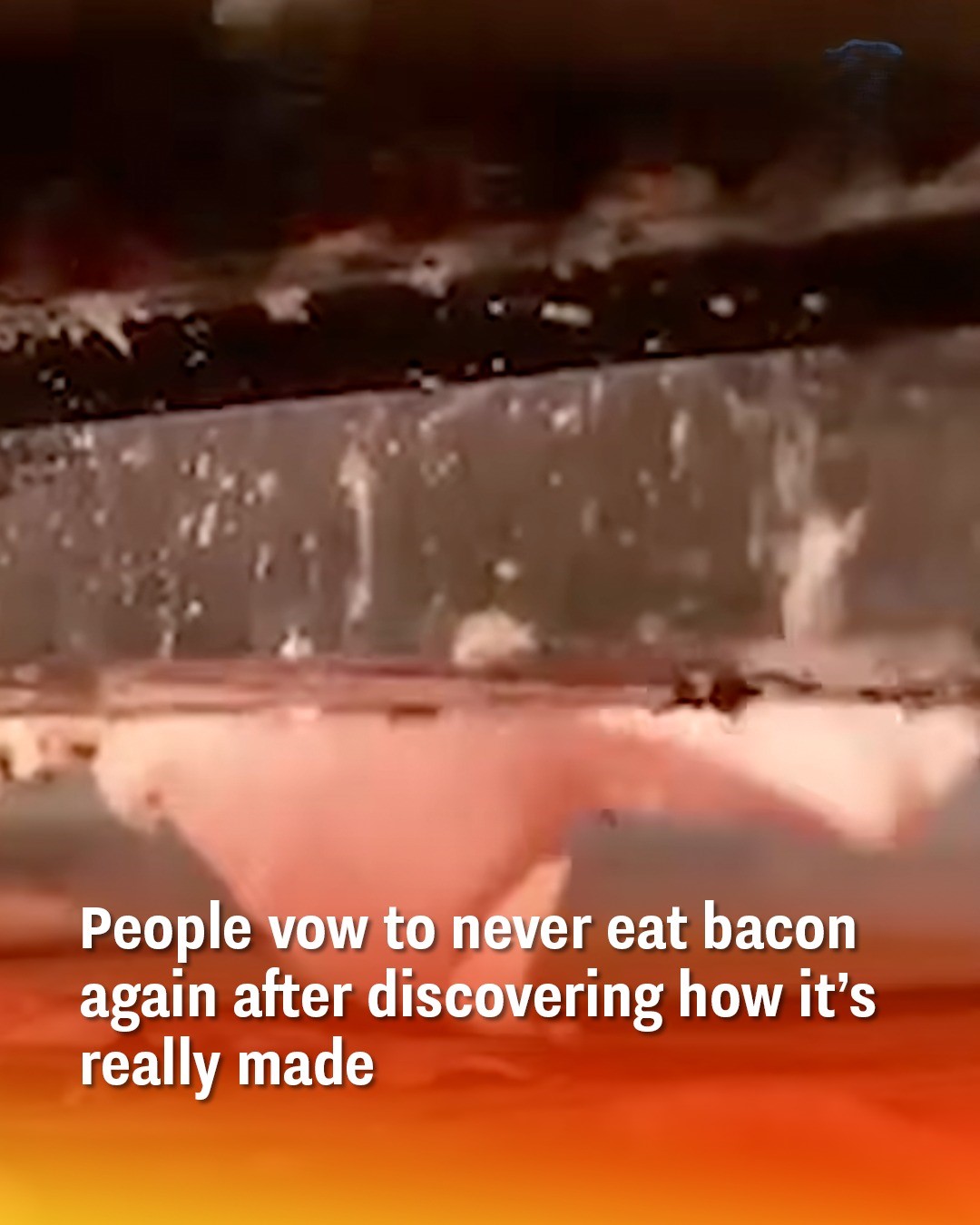 People vow to never eat bacon again after discovering how it’s really made - Weveryday Stories