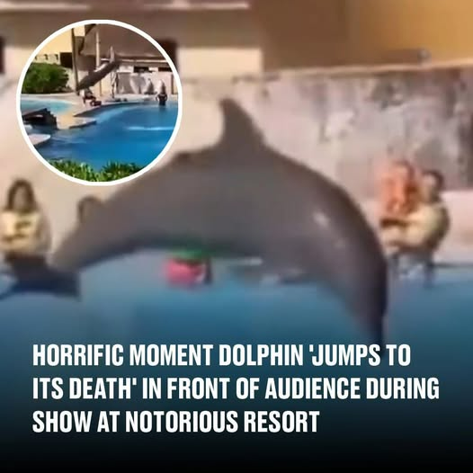 The Moment A Dolphin Jumped And Died In Front Of A Crowd During A Show ...