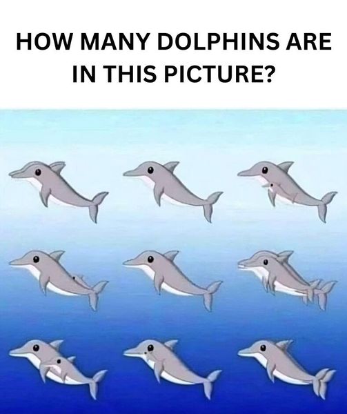 How many dolphins are visible in this photo? - Weveryday Stories