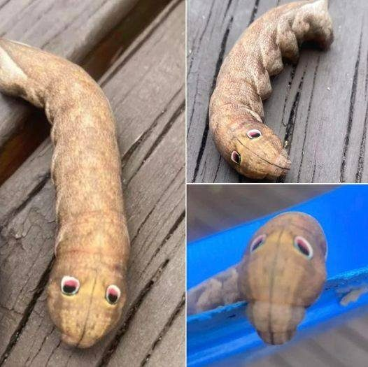 If you see this “googly-eyed” creature in your backyard, here’s what it ...