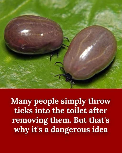 Essential Tips for Safely Disposing of Ticks - Weveryday Stories