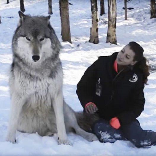 A massive wolf settles beside a woman in a moment that goes viral. - Weveryday Stories