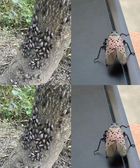 Once you see this insect, act quickly to remove it! - Weveryday Stories