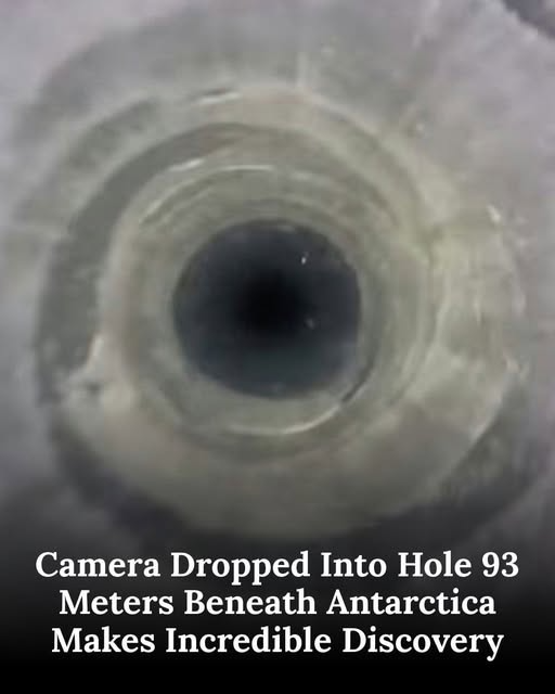 Camera Lowered Into Hole 93 Meters Beneath Antarctica Makes Stunning Discovery - Weveryday Stories