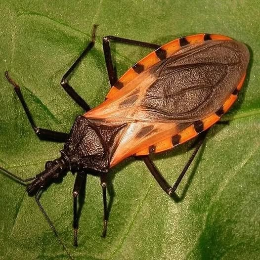 These bugs come out at nighttime, and attacking victims, they silently ...