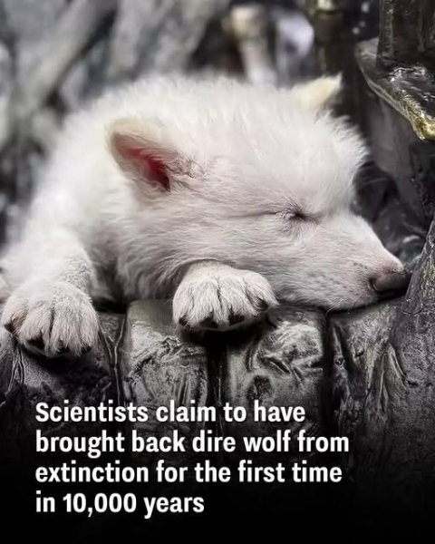 Scientists claim to have brought back dire wolf from extinction for the ...