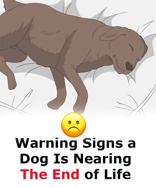 11 signs your dog is nearing the end - Weveryday Stories
