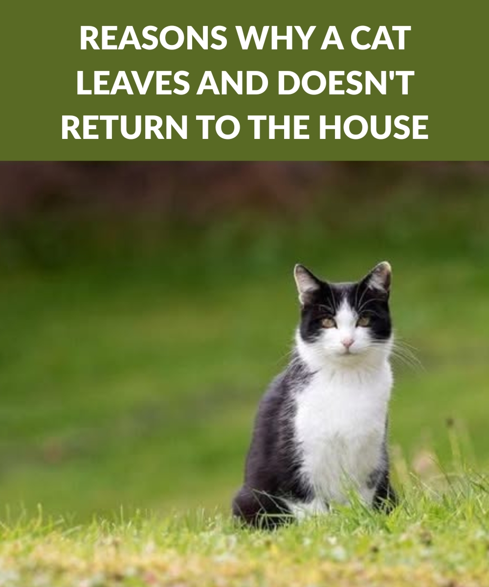 Why a cat leaves home and doesn’t come back: 7 common reasons ...