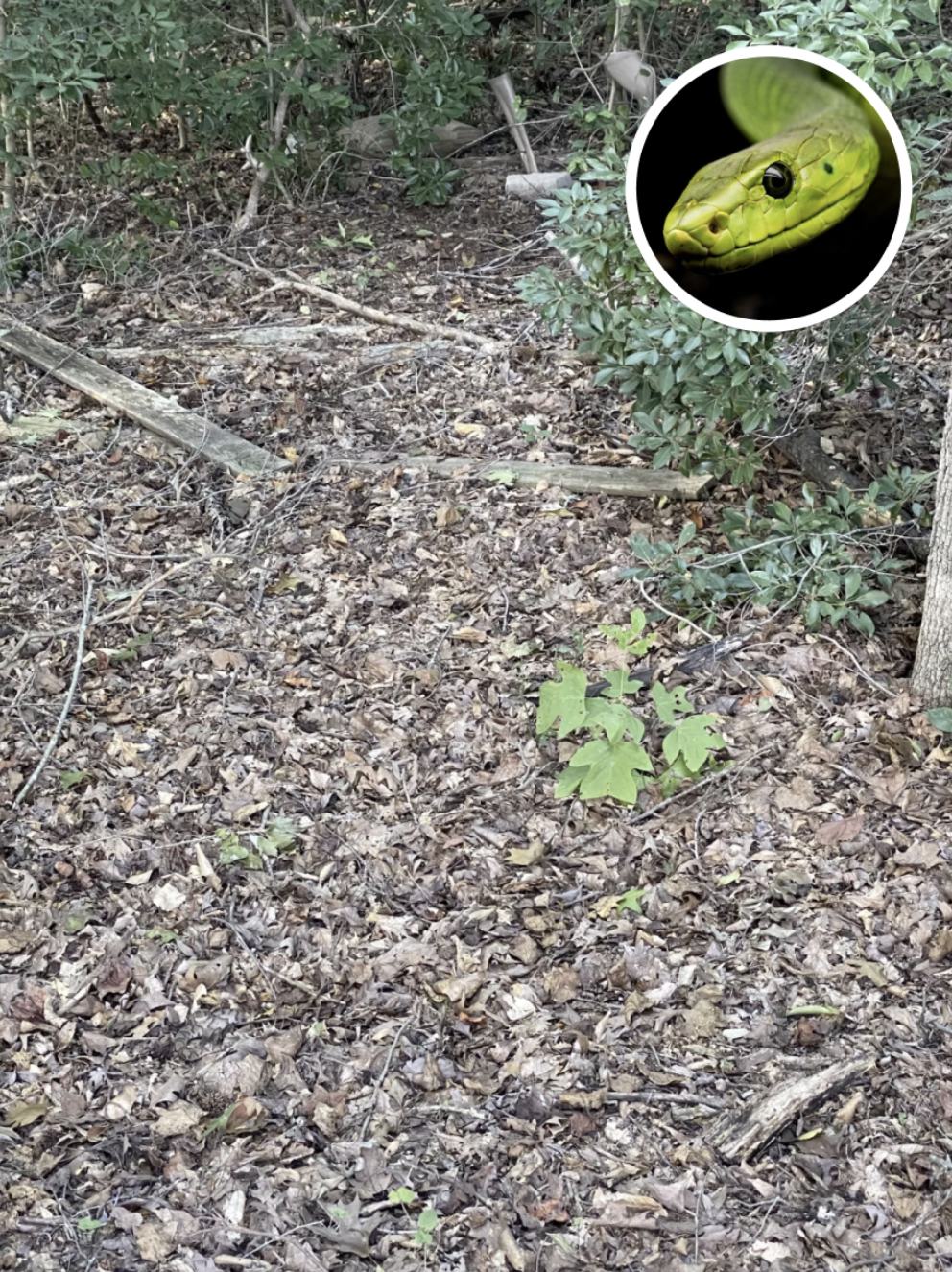 Can You Spot the Hidden Snake? Only People with Sharp Eyes Can ...