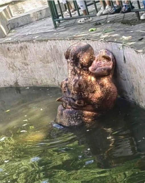 This Underwater Hippo Optical Illusion Has People Staring—What Do You ...