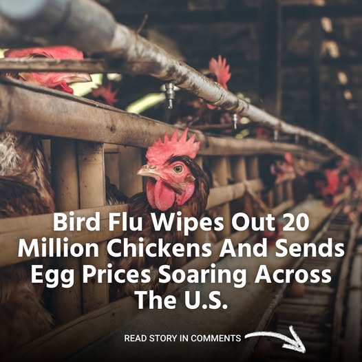The U.S. lost 20 million chickens to bird flu, leading to a rise in egg ...