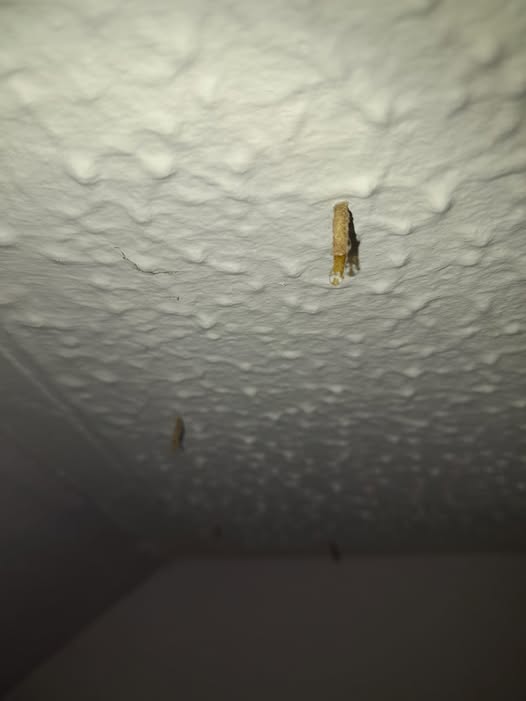 Hearing noises overhead? Learn how to spot and remove pests in your ...