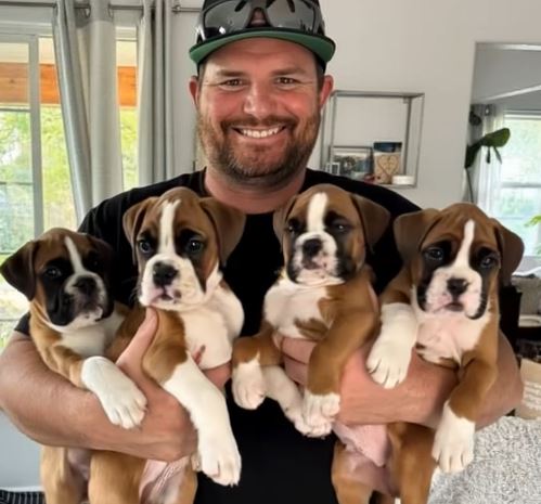 Four Boxer Puppies Found by the Roadside - Weveryday Stories