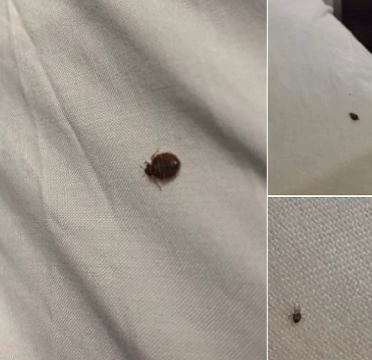 If you find ticks inside your home, here’s what you should know ...