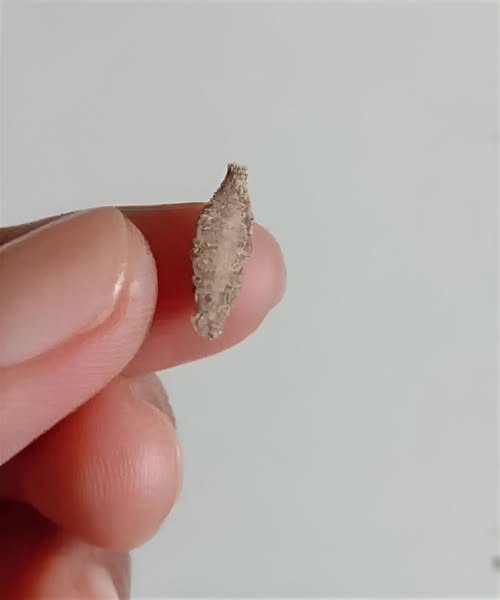 Have you encountered this strange moth that clings to walls ...