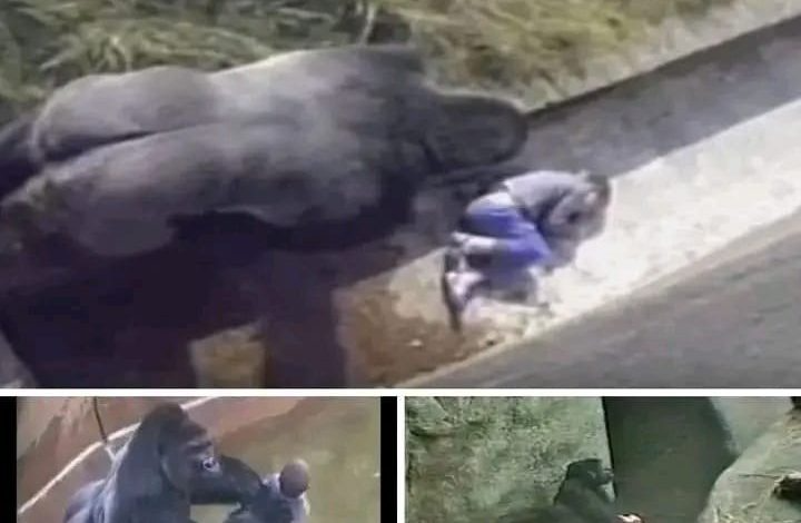 The boy who fell into a gorilla’s cage… and was saved by it ...