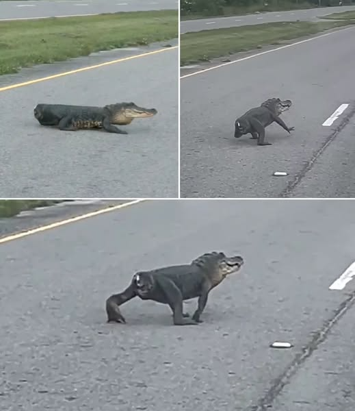 Strange Tailless Creature That Looks Like Half an Alligator Spotted ...