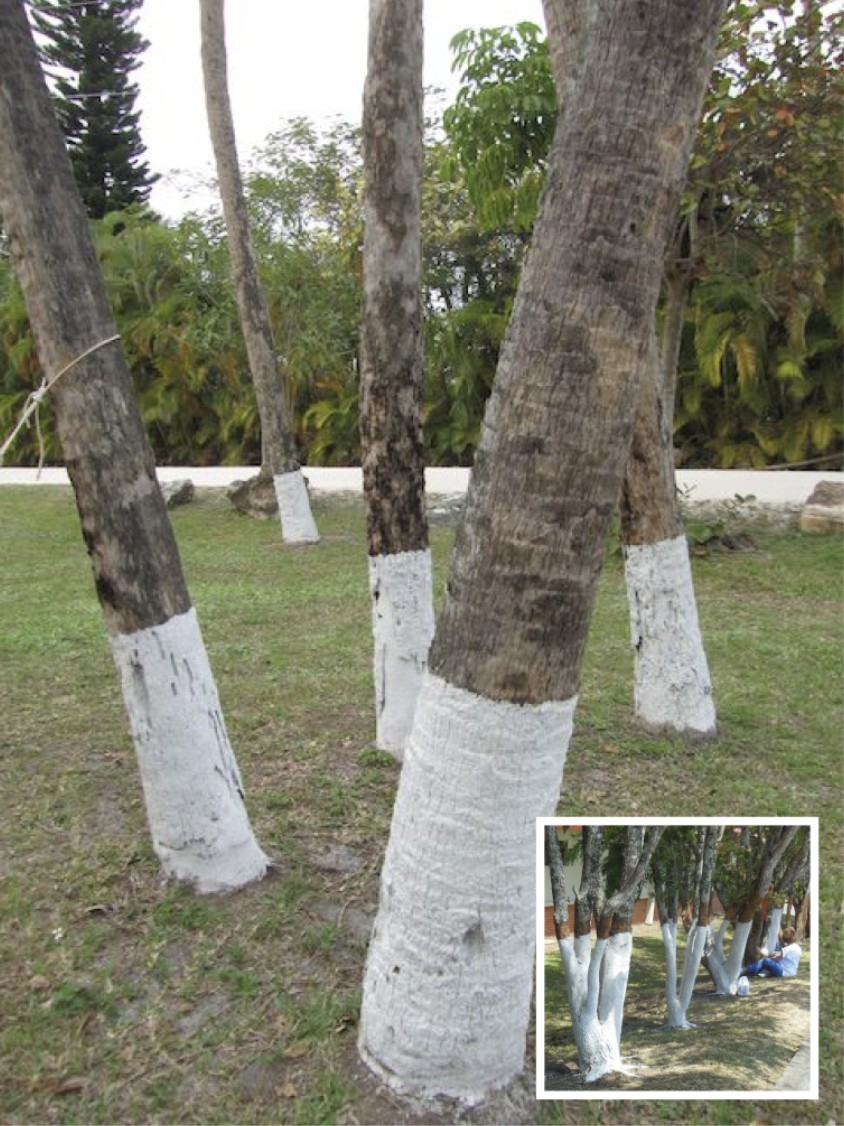 Why Are Some Trees Painted White? Here's the Reason Behind It ...