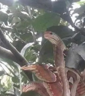 'Cobra Snakes’ Spotted Lurking In Tree, But If You Look Closer You'll ...