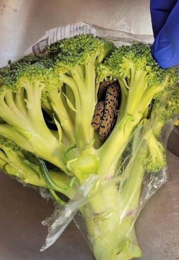 Grandad terrified to discover snake lurking inside broccoli he bought ...