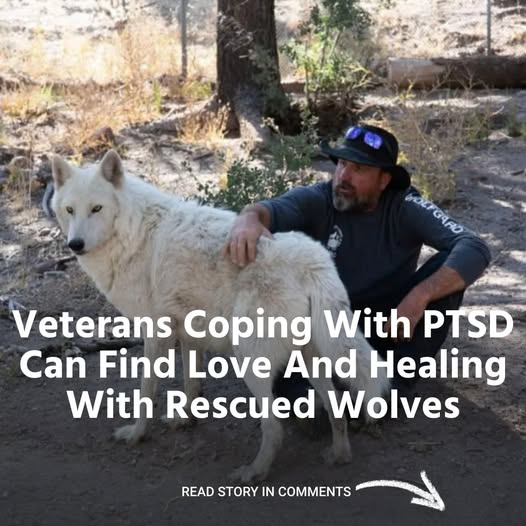 Veterans Coping With PTSD Can Find Love And Healing With Rescued Wolves ...