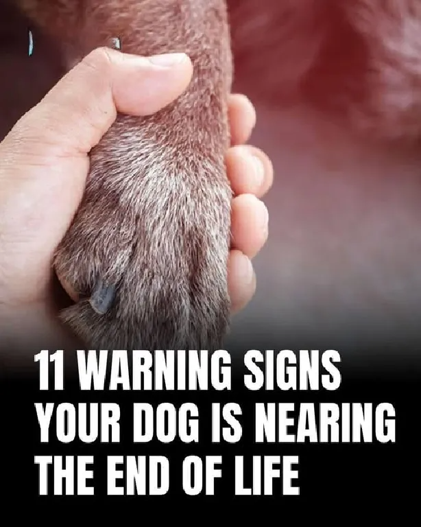 11 Heartbreaking Signs Your Dog Is Nearing the End—And How To Give Them ...