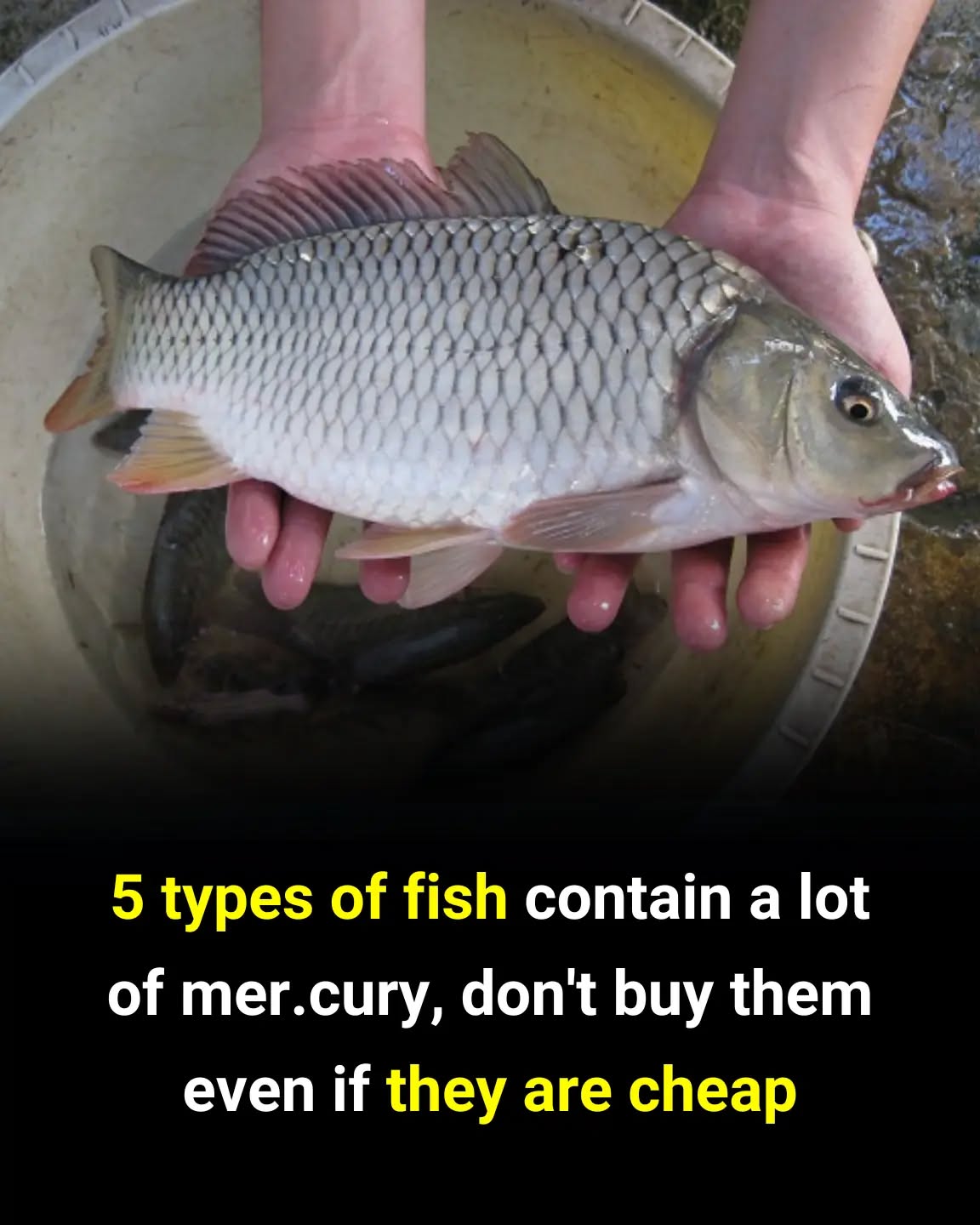 You should not buy these fish even though they are cheap - Weveryday ...