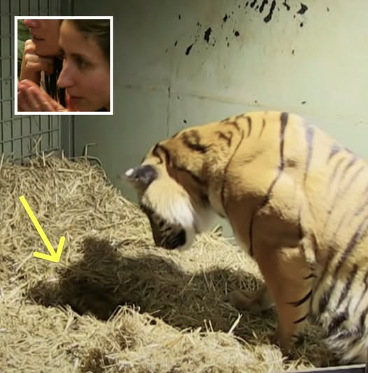 Tiger Mother Gives Birth To Lifeless Cub, Bystanders Left Stunned By ...