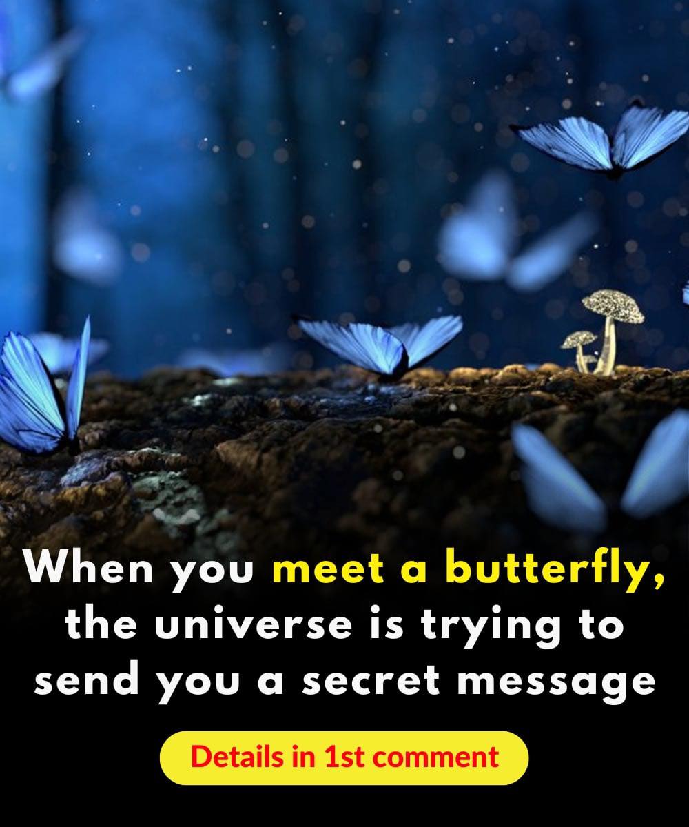 Butterflies carry spiritual messages—discover what they might signify ...