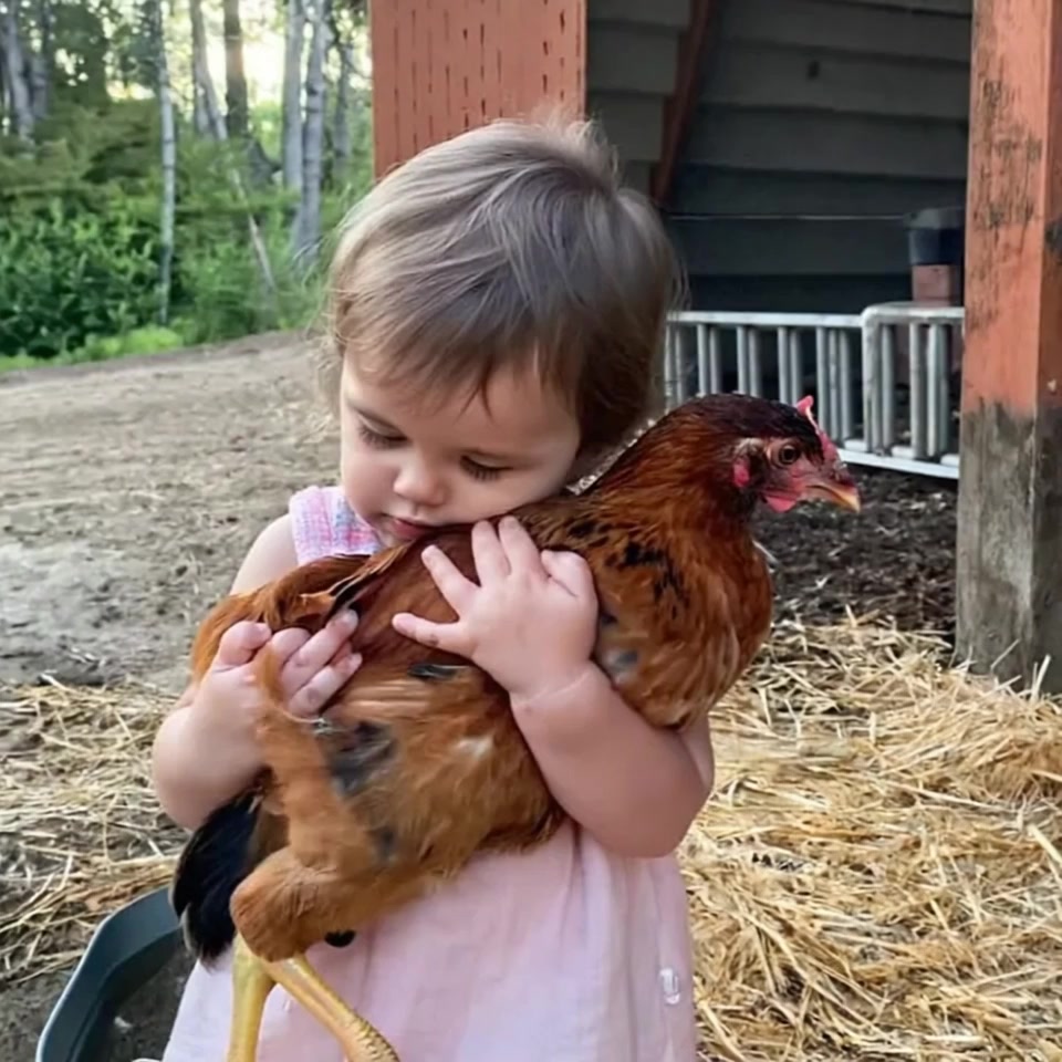 My Daughter’s Secret: Why She Kept St.e.ali.ng the Neighbor’s Chicken - Weveryday Stories