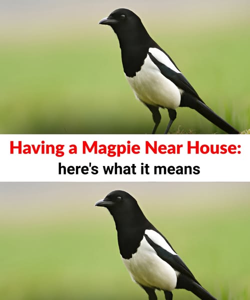 When a Magpie Enters Your House: Exploring the Deeper Meaning ...