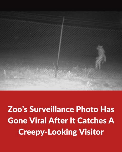 Zoo’s Surveillance Photo Has Gone Viral After It Catches A Creepy ...