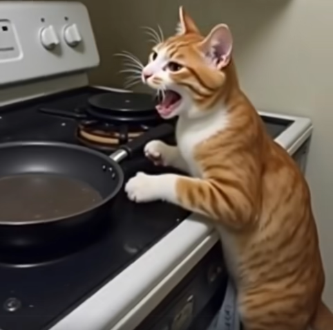 Cat is yelling loud for food - Weveryday Stories