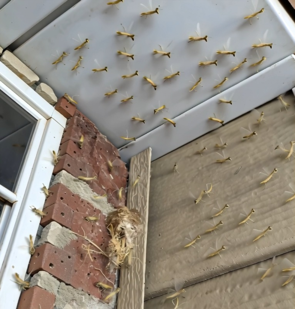 Had a Praying Mantis nest hatch by my front door! - Weveryday Stories