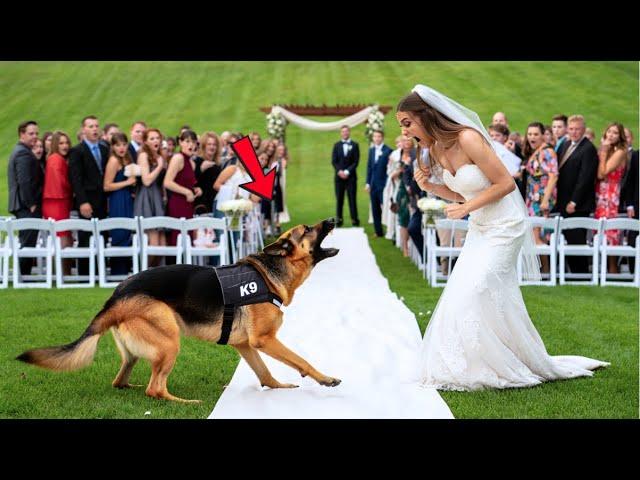 K9 Dog Saves Groom from Deceptive Bride — Her Hidden Past Shocked the ...