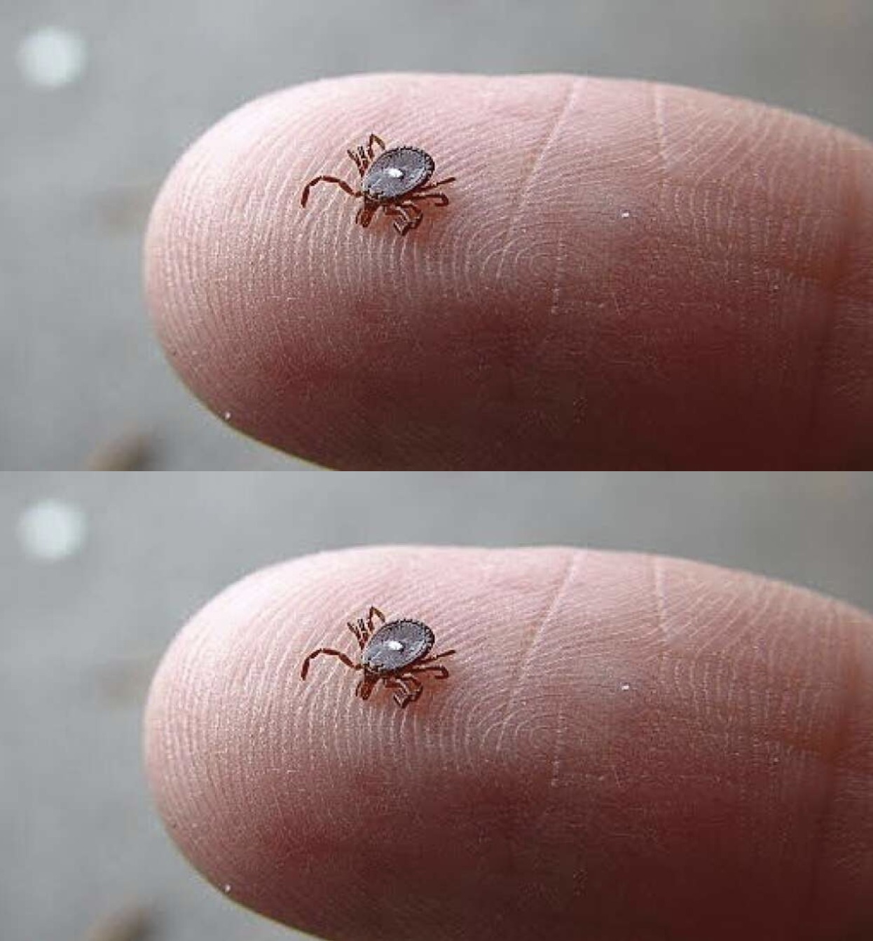 If You Spot This Insect, Follow These Actions - Weveryday Stories