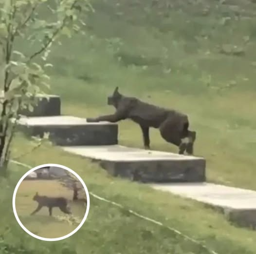 Rare Creature Caught On Camera For The 1st Time, Leave Scientists ...