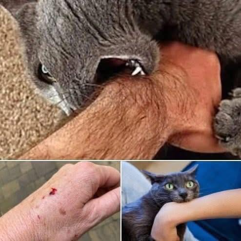 If the cat bites you, here’s what it really means - Weveryday Stories
